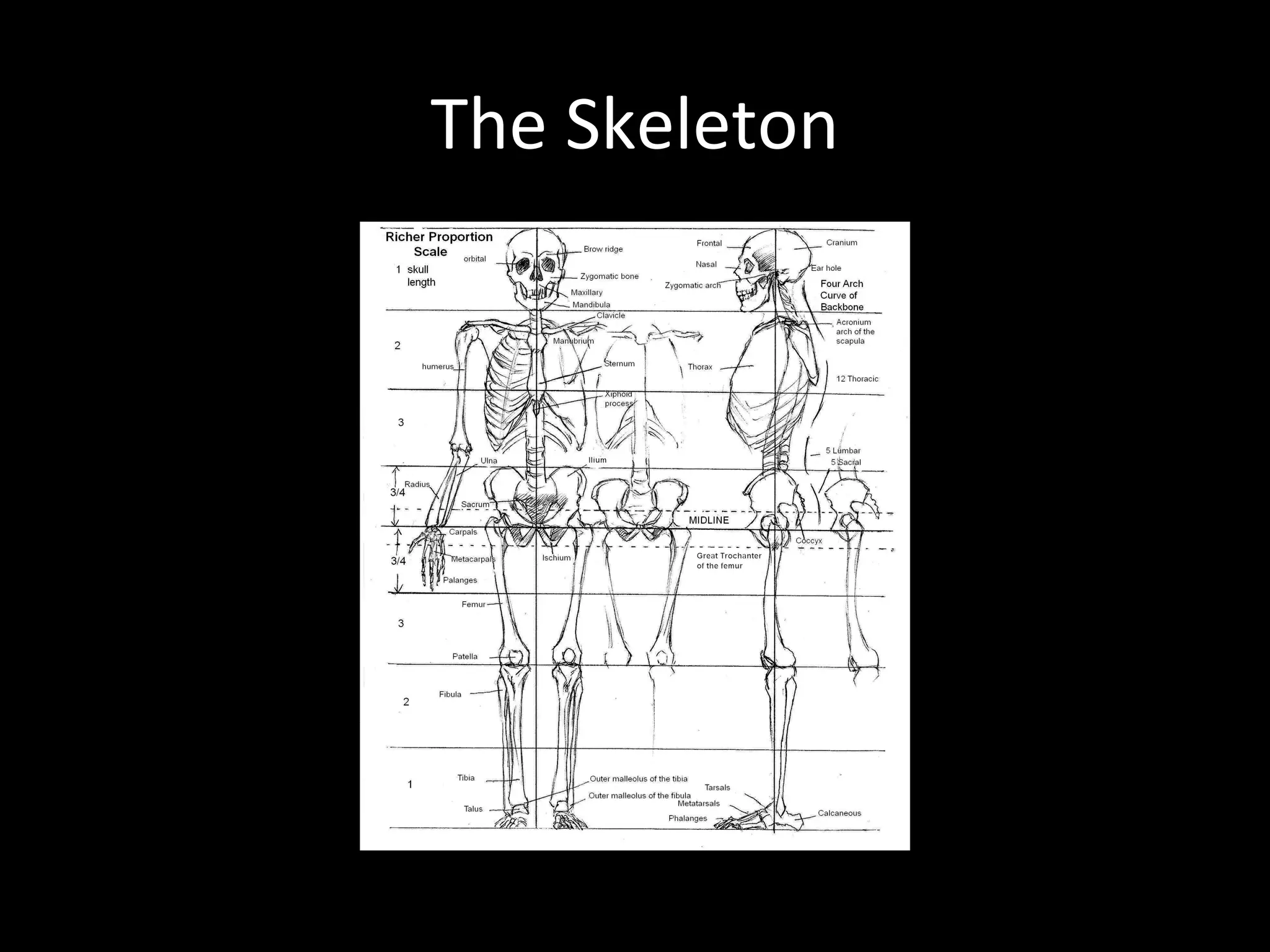 Human proportions | PPT