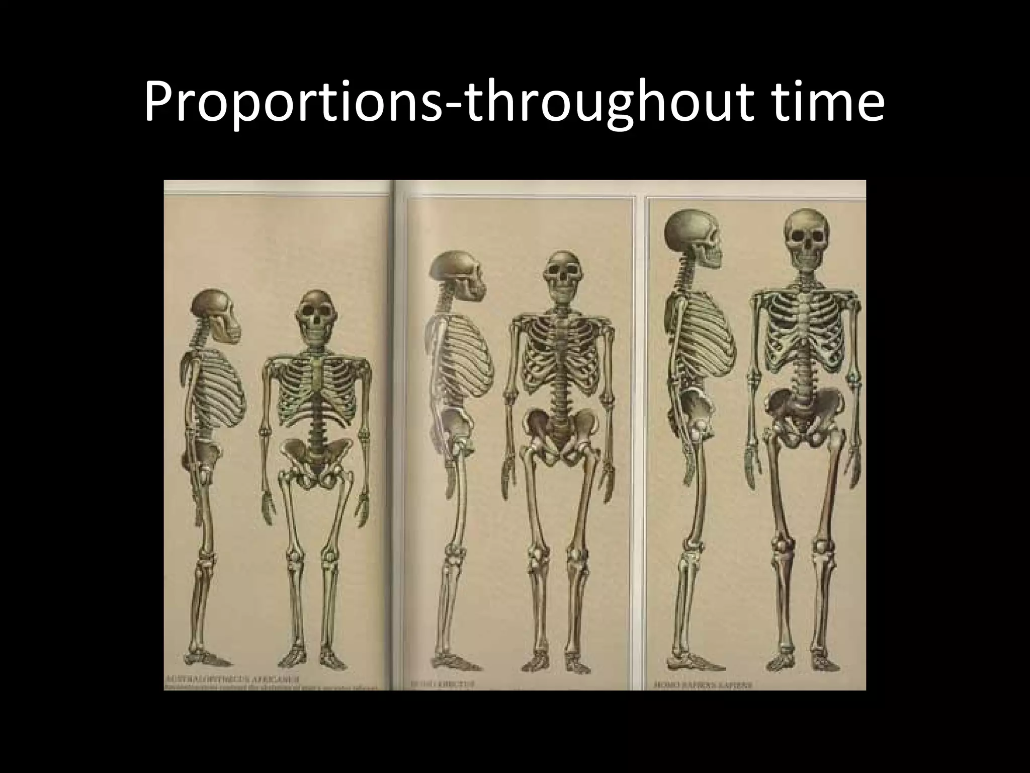 Human proportions | PPT