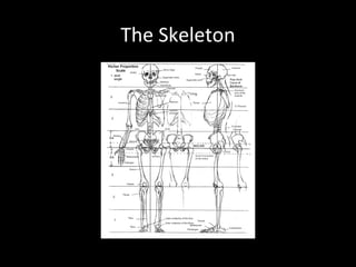 Human proportions | PPT