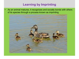 Human psychological development | PPT