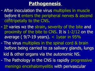 Human Rabies | PPT