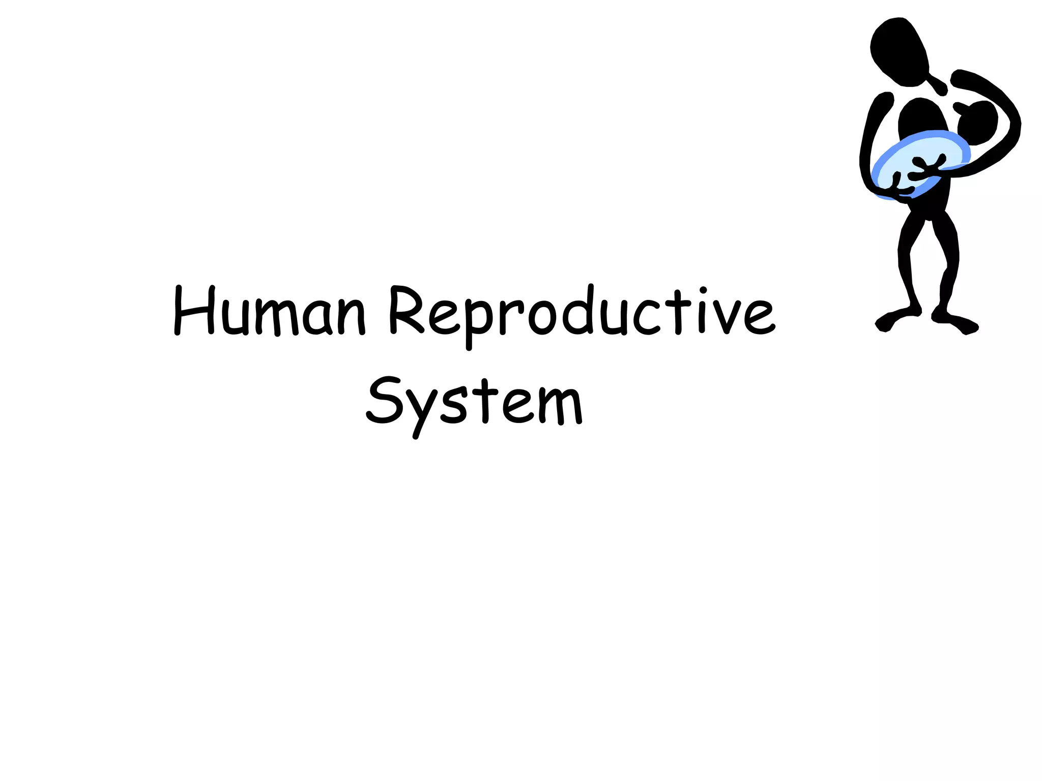 Human reproductive system | PPT