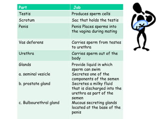 Human reproductive system | PPT