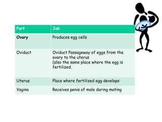 Human reproductive system | PPT