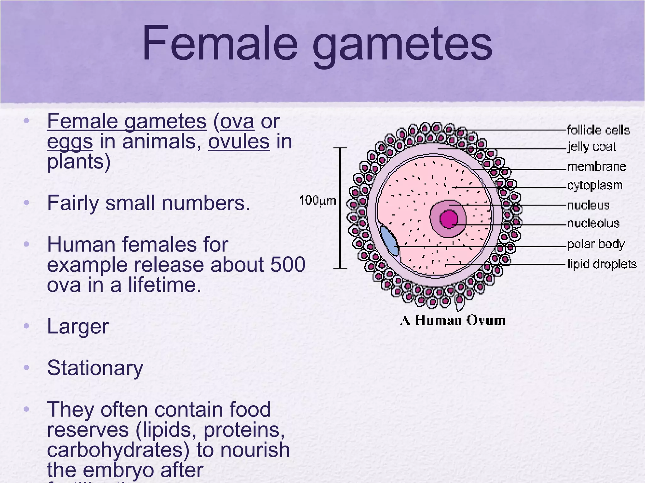 Human Reproduction | PPT