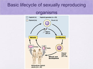 Human Reproduction | PPT