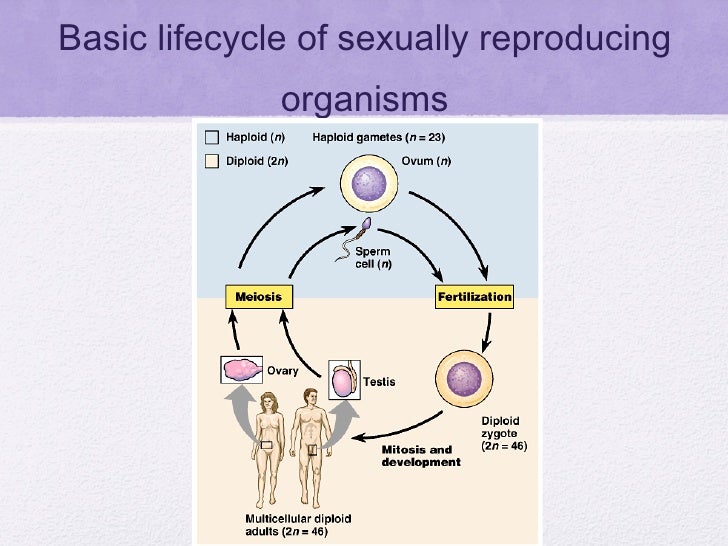 Human Reproduction