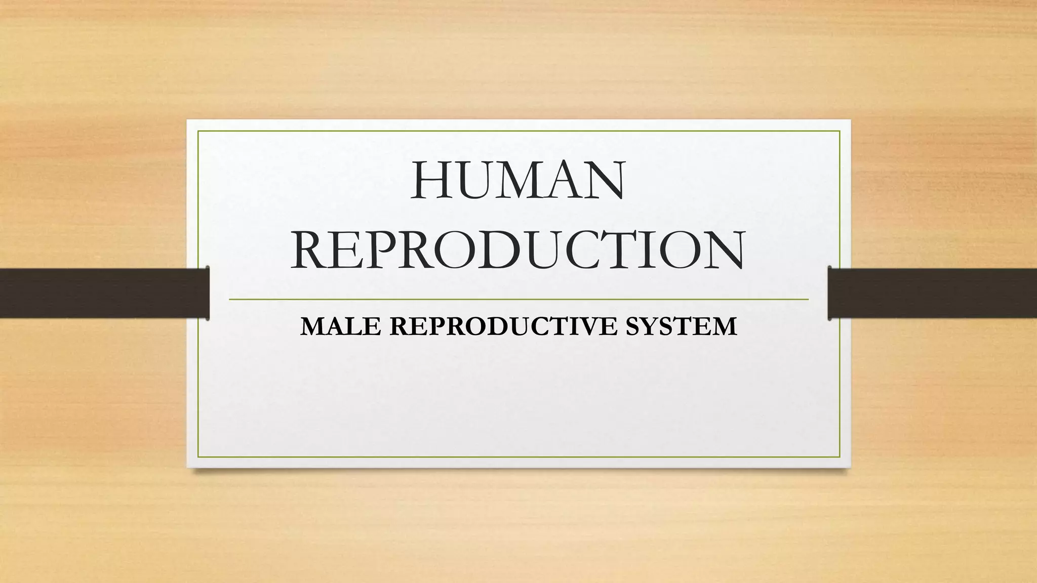 Human reproduction 1 | PPTX