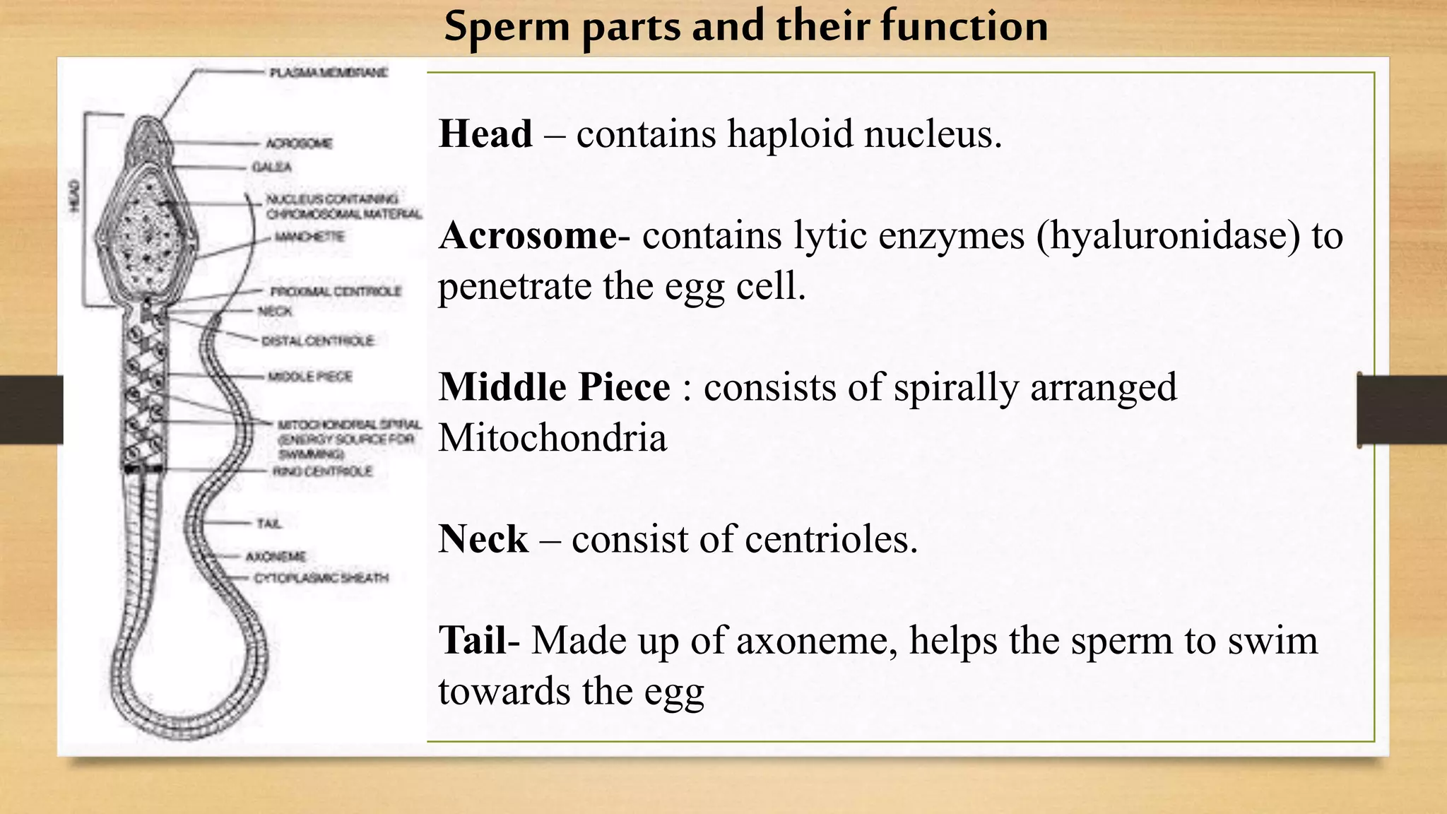 Human reproduction 1 | PPTX