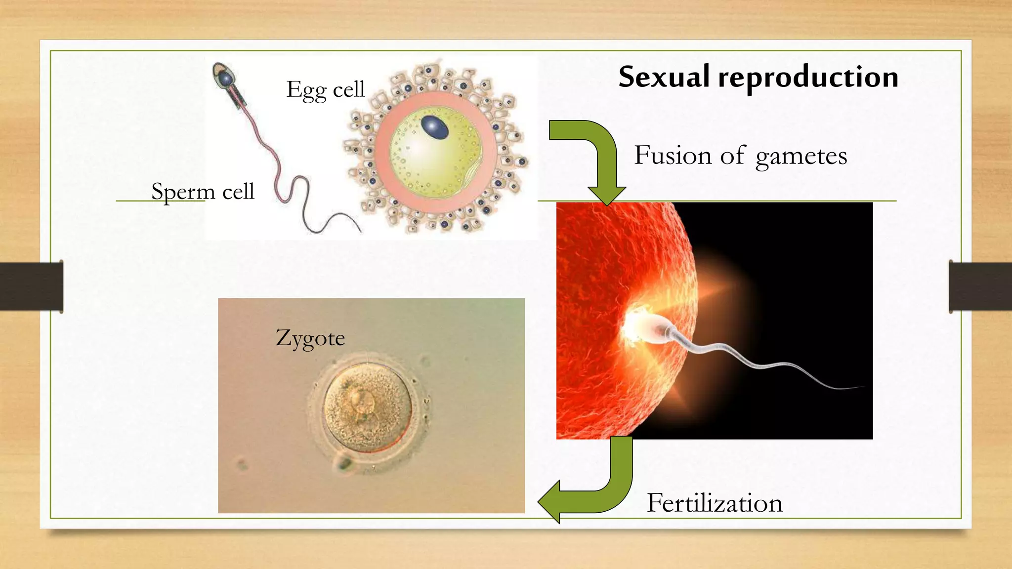 Human reproduction 1 | PPTX