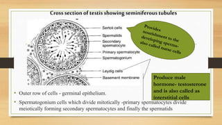Human reproduction 1 | PPTX