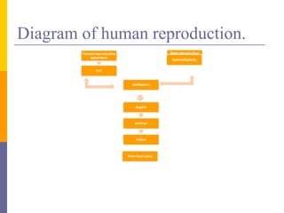 Human reproduction | PPT