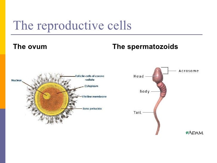 Human reproduction