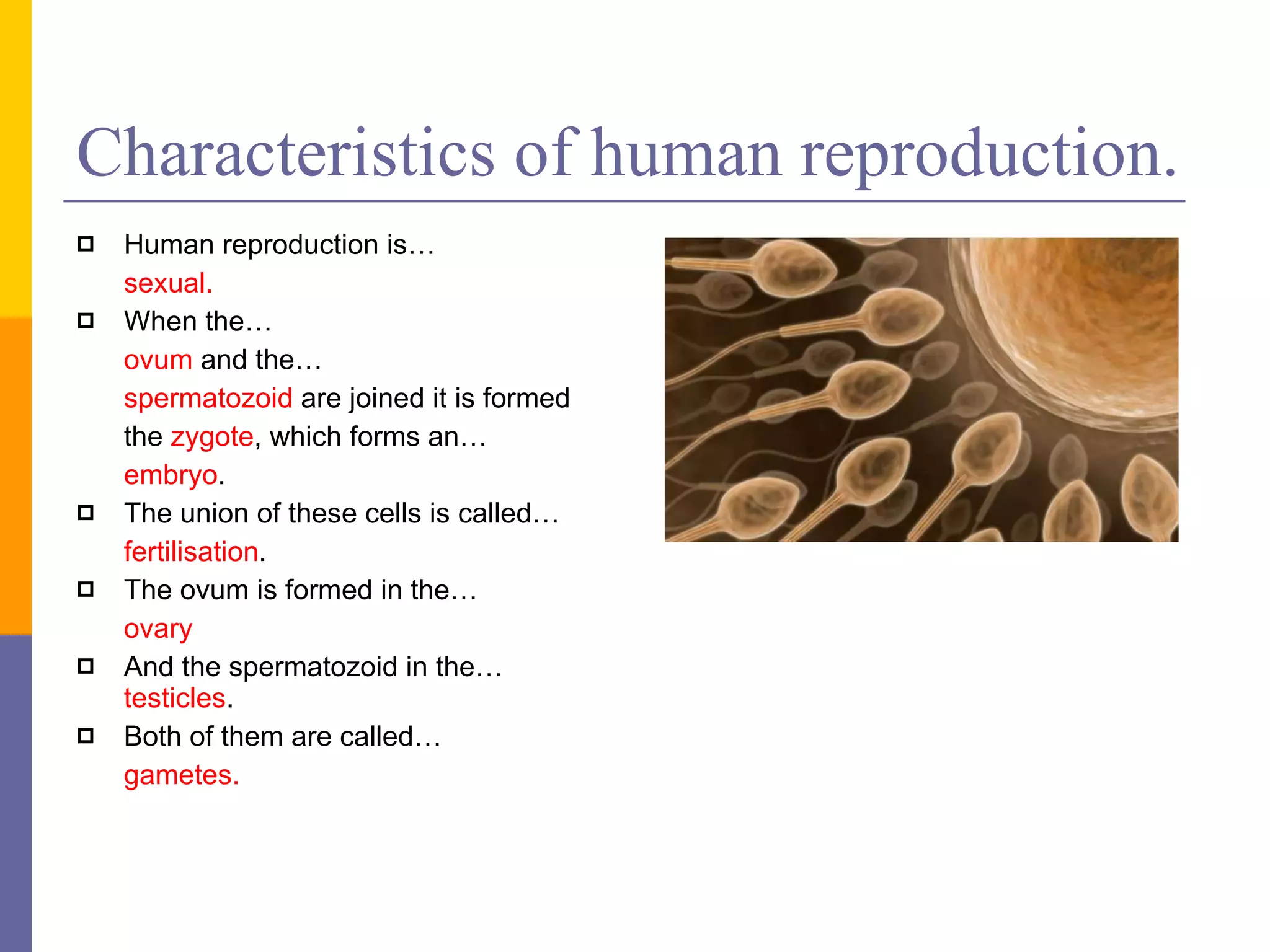 Human reproduction | PPT