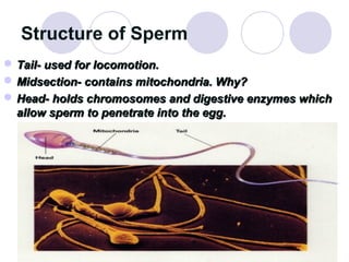 Human reproduction | PPT