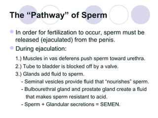 Human reproduction | PPT