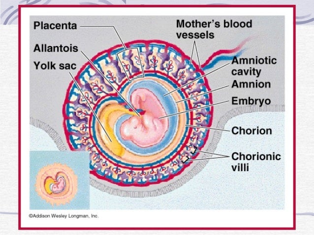 Human reproduction