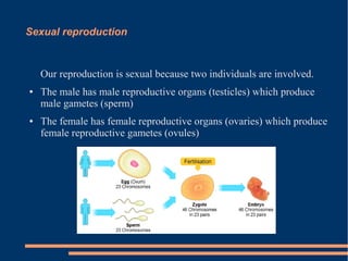 Human reproduction | PPT