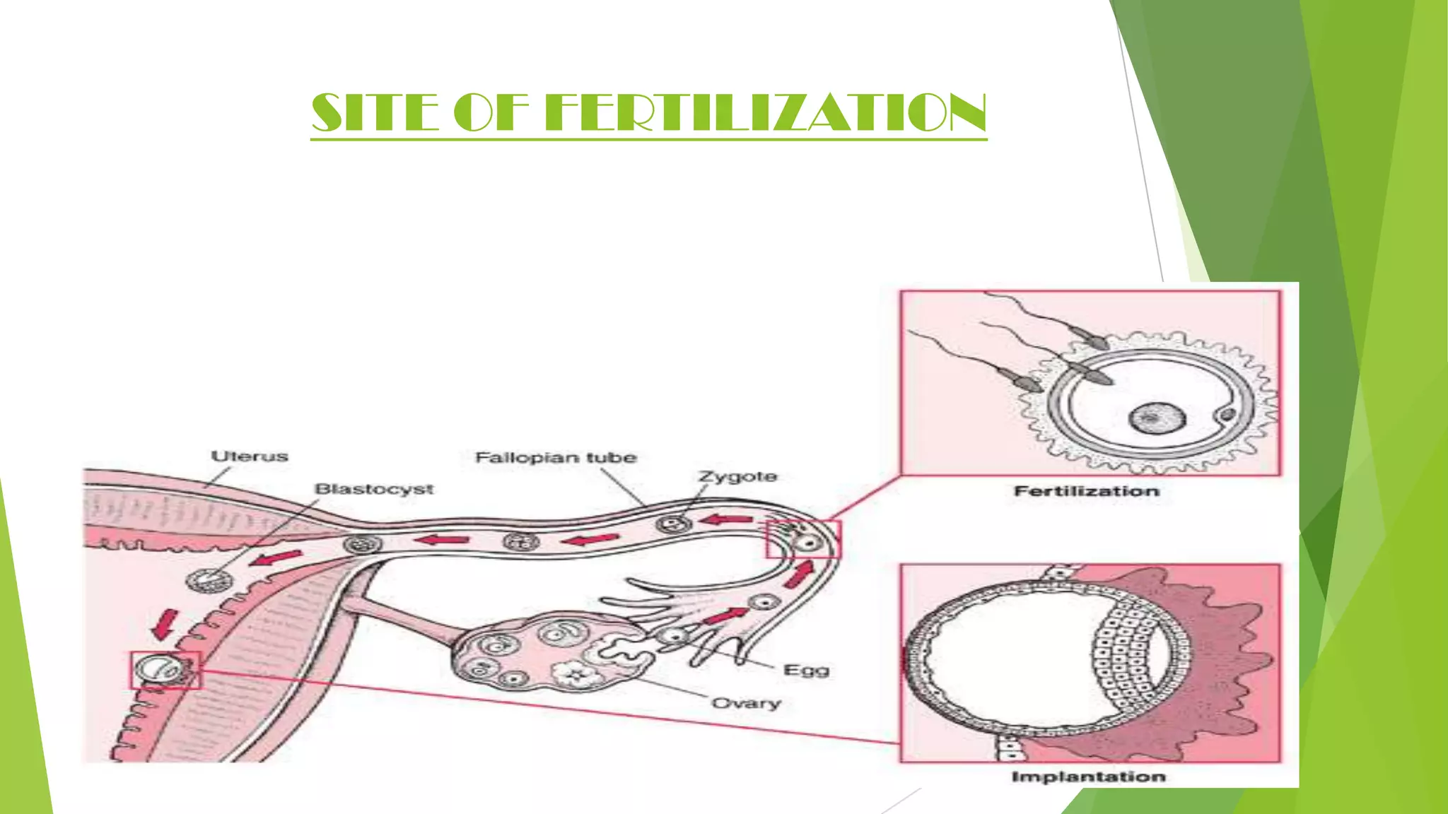 Human reproduction for grade 12 | PPTX