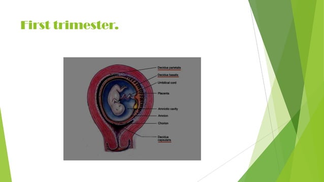 Human reproduction for grade 12 | PPTX | Infertility | Reproductive Health