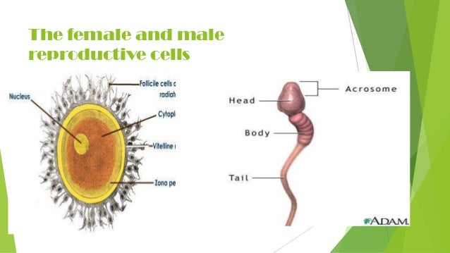 Human reproduction for grade 12