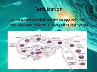 Human reproduction | PPTX