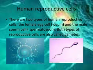 Human reproduction | PPTX | Infertility | Reproductive Health