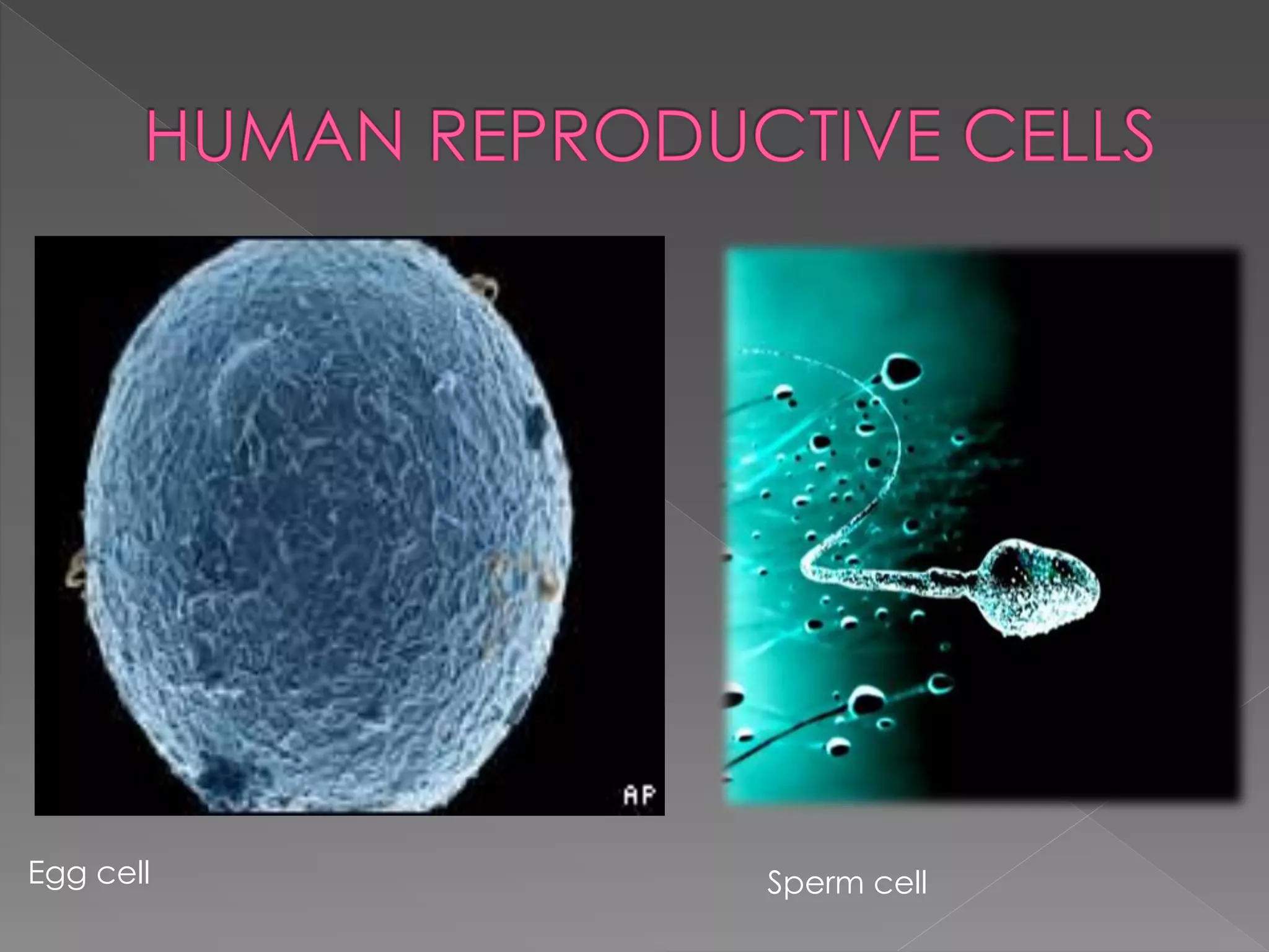 Human reproduction | PPT