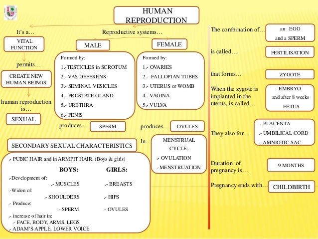 Human reproduction. mindmap. english