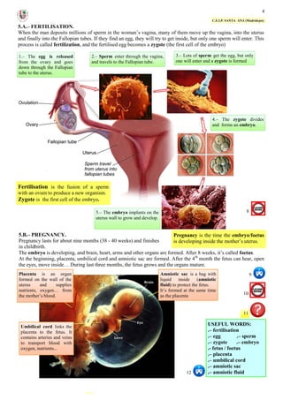 Human reproduction. | PDF