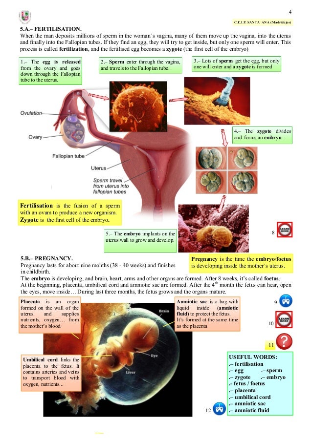 Human reproduction.