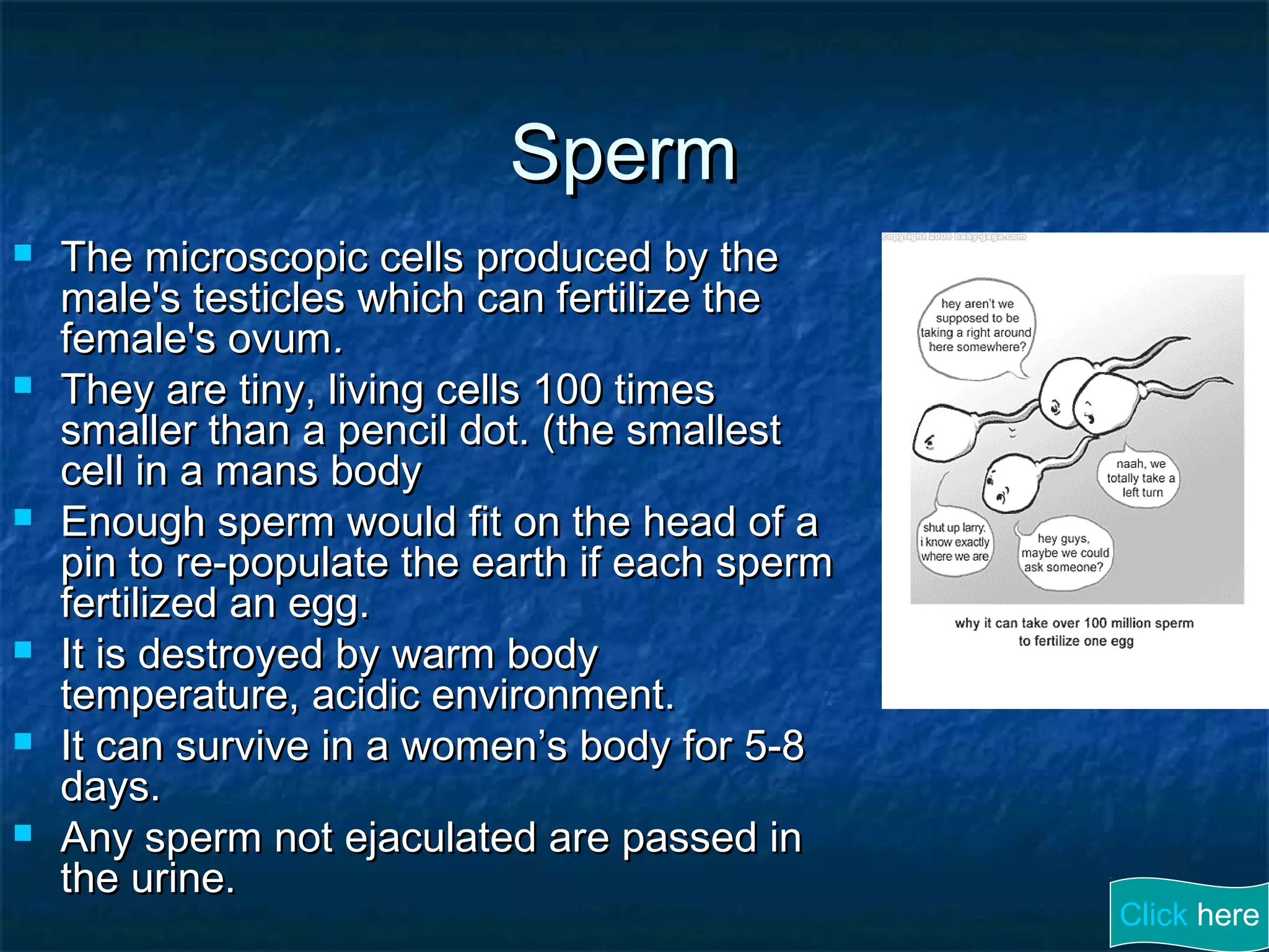 Human reproduction | PPT