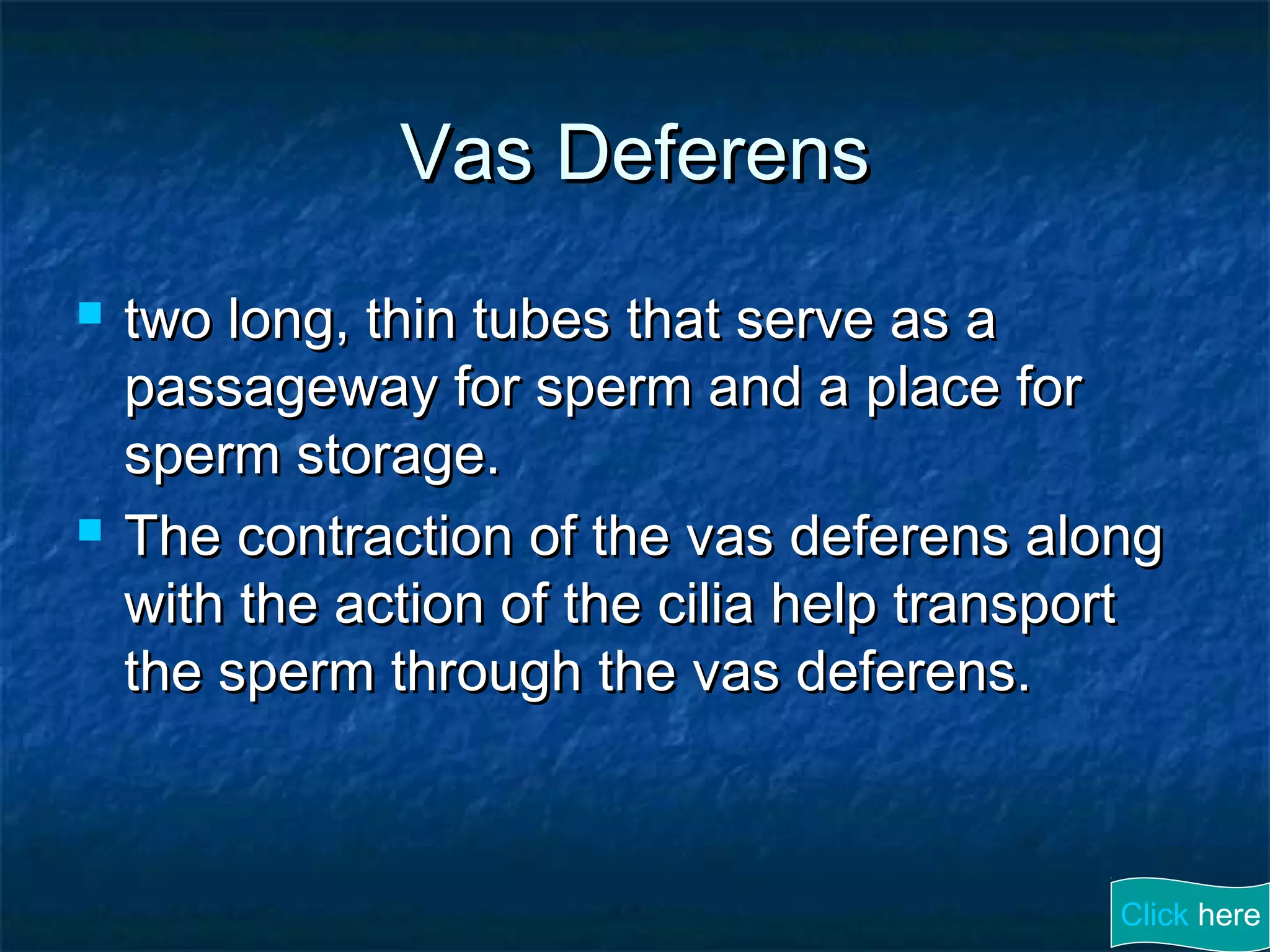 Human reproduction | PPT