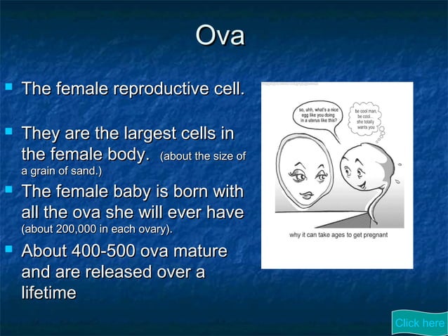 Human reproduction | PPT