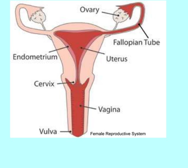 Human reproduction | PPTX