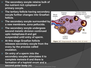 Human reproduction | PPTX
