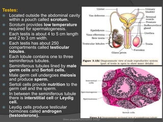 Human reproduction | PPTX