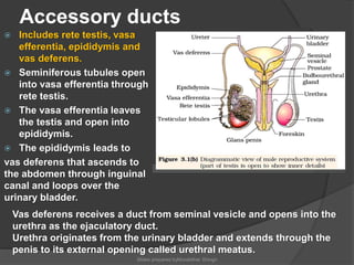 Human reproduction | PPTX