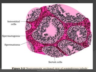 Human reproduction | PPT
