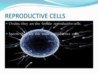Human reproduction.2 | PPTX | Infertility | Reproductive Health