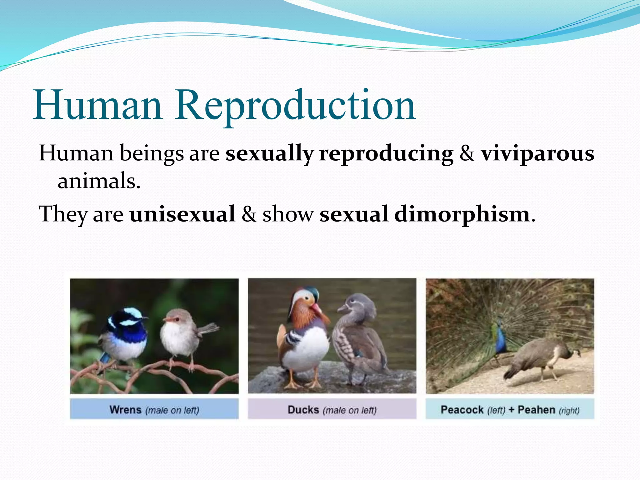 Human reproduction | PPT