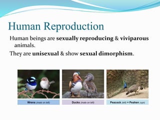 Human reproduction | PPT