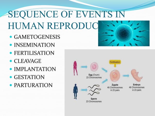 Human reproduction | PPT