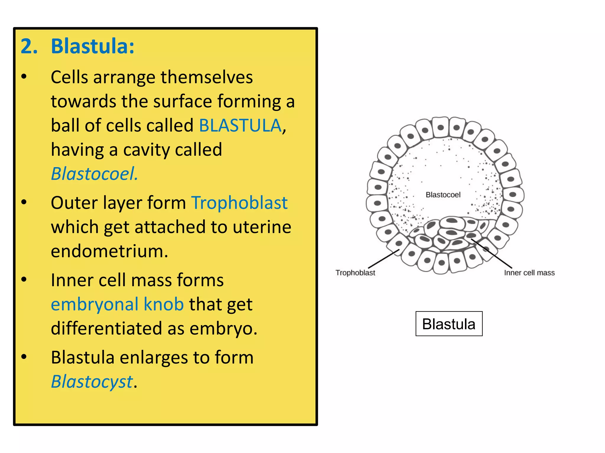 Human reproduction | PDF