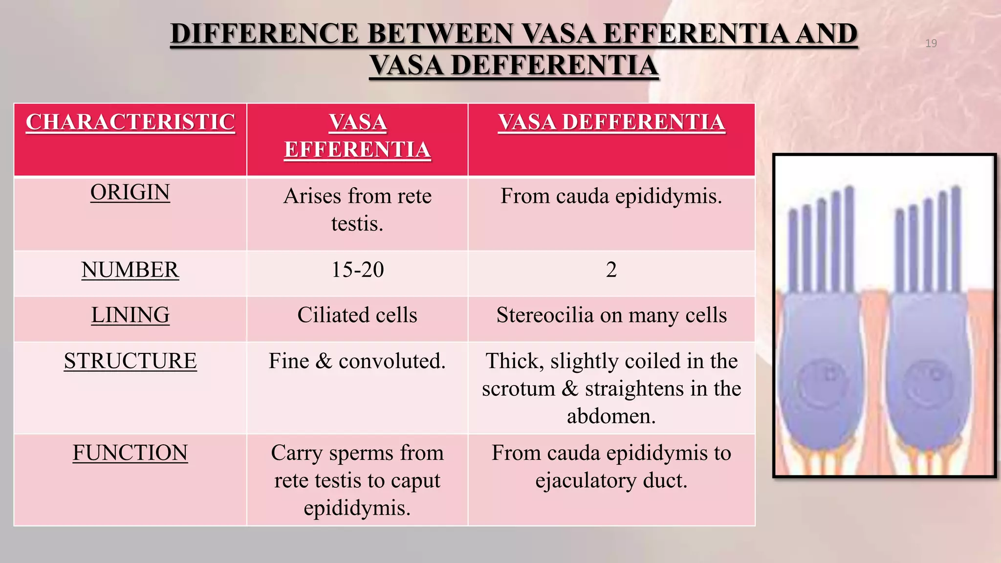 Human reproduction | PPT