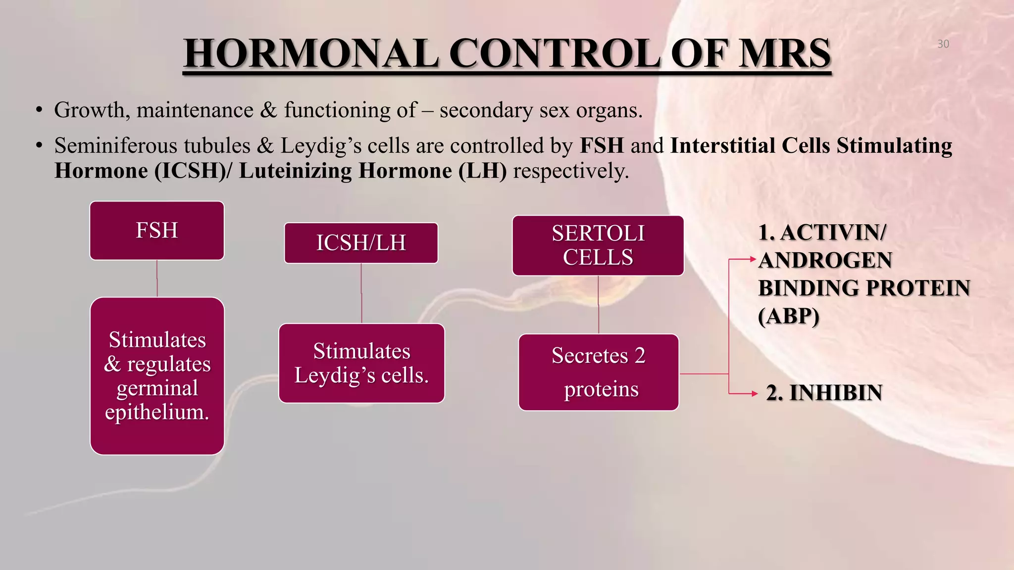 Human reproduction | PPT