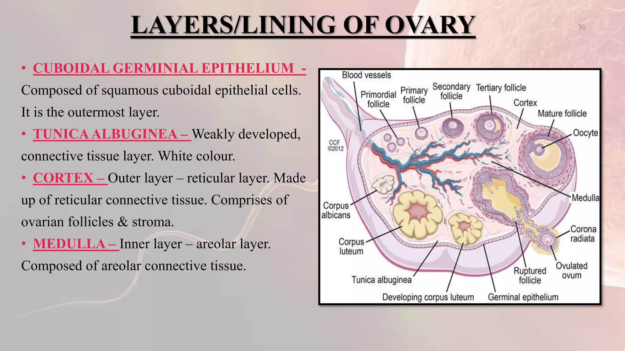 Human reproduction | PPT