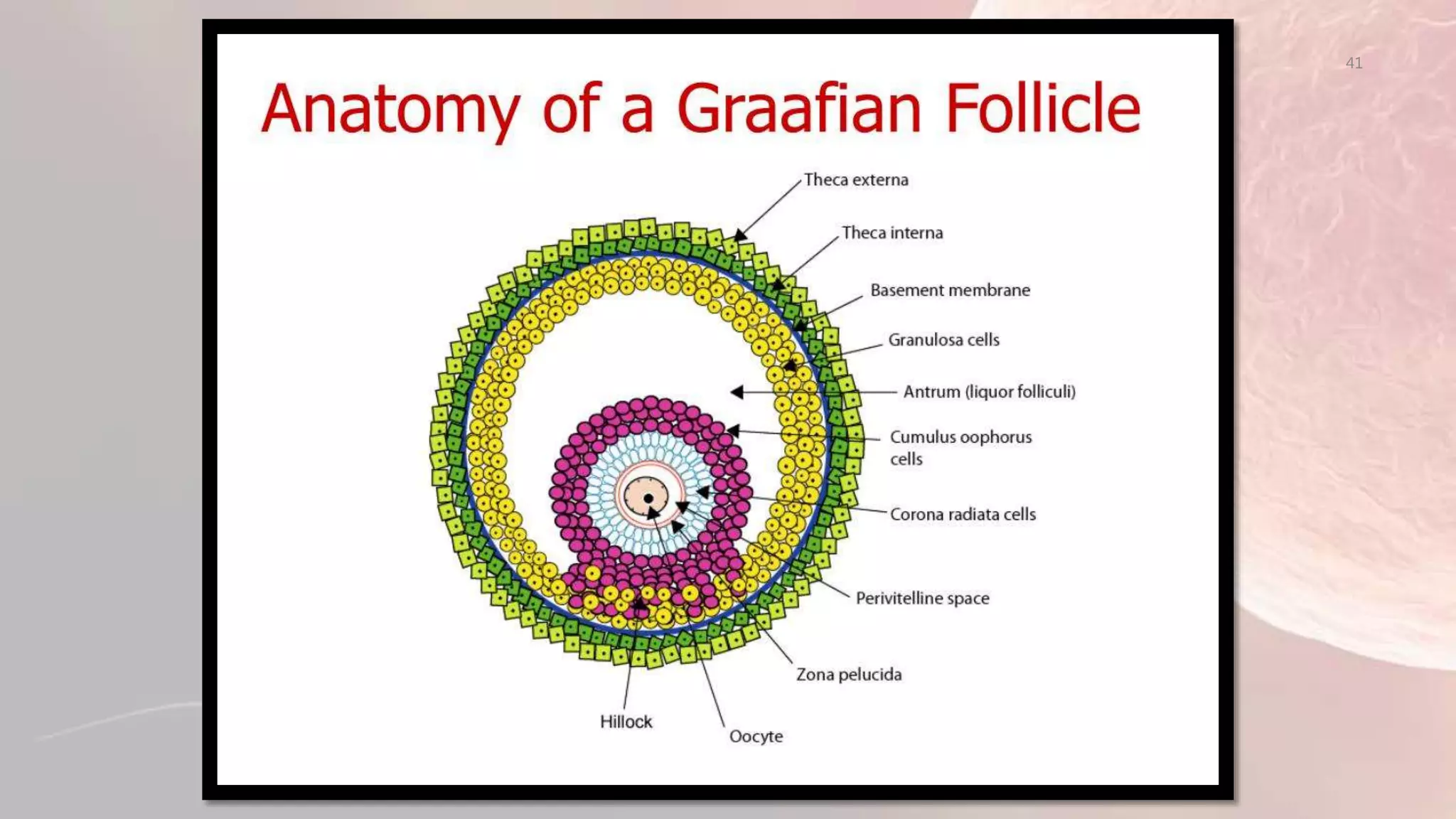 Human reproduction | PPT