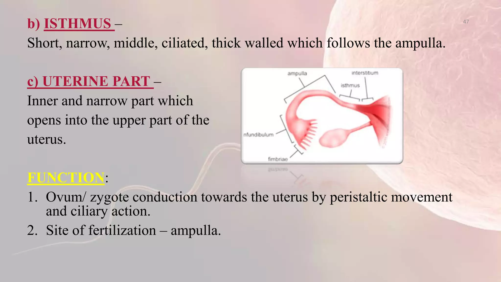 Human reproduction | PPT