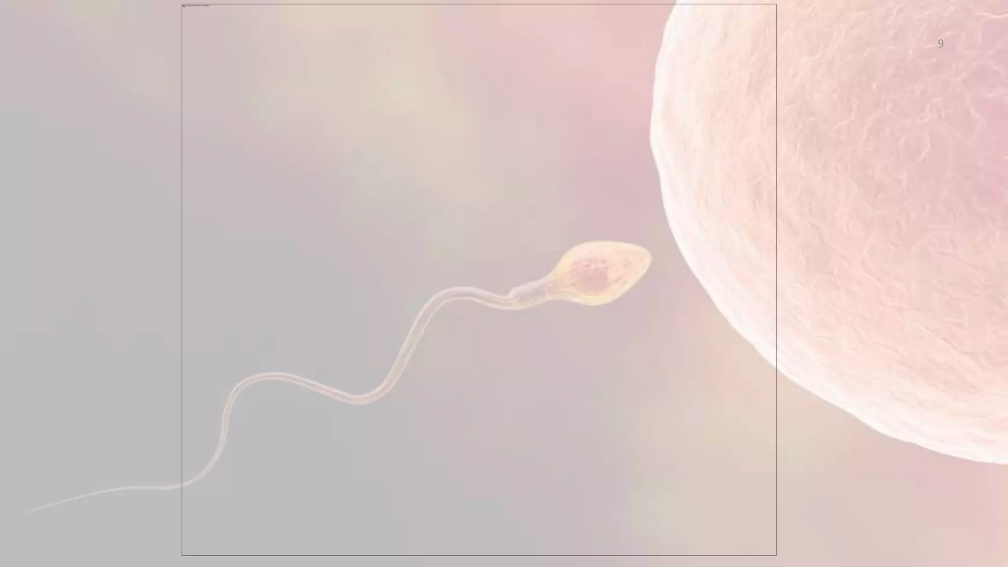 Human reproduction | PPT